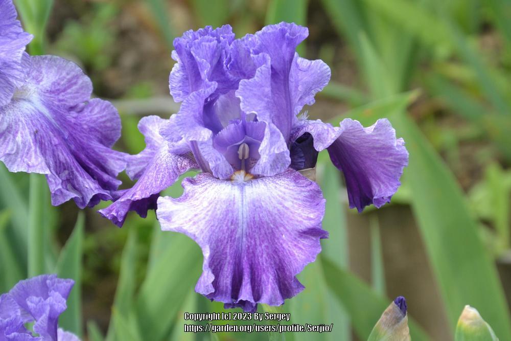 Photo of the bloom of Tall Bearded Iris (Iris 'Psychic') posted by Serjio - Garden.org