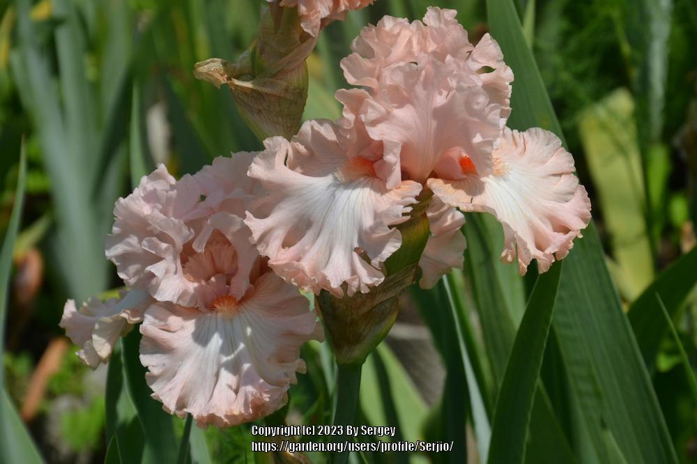 Photo of the bloom of Tall Bearded Iris (Iris 'Pretty Kitty') posted by Serjio - Garden.org