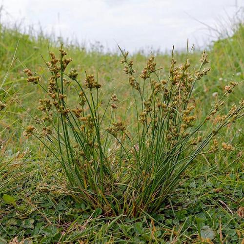 Slender Rush (Juncus tenuis) - Garden.org