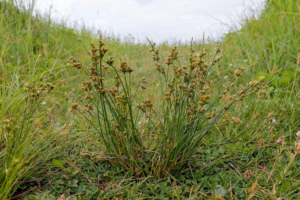 Slender Rush (Juncus tenuis) - Garden.org