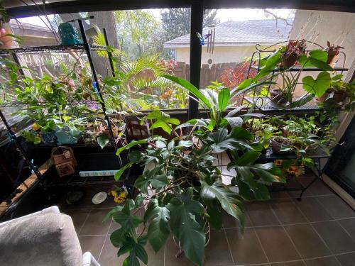 'Endless Forms Most Beautiful' The aroid photo gallery in the ...