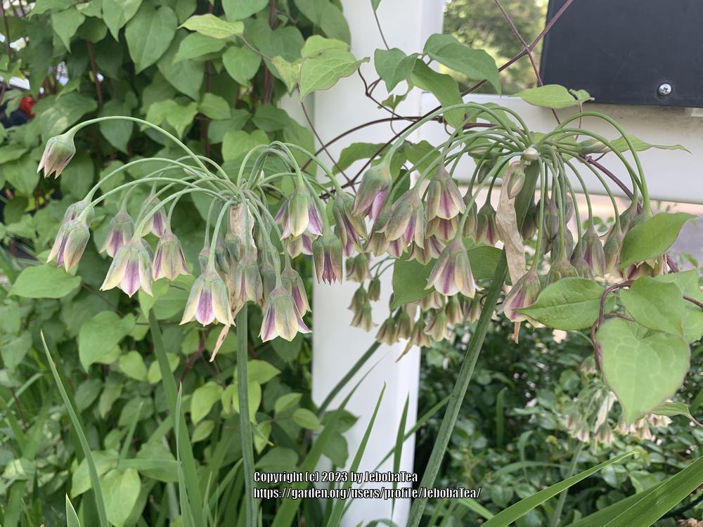 Photo of the bloom of Mediterranean Bells (Allium siculum) posted by ...