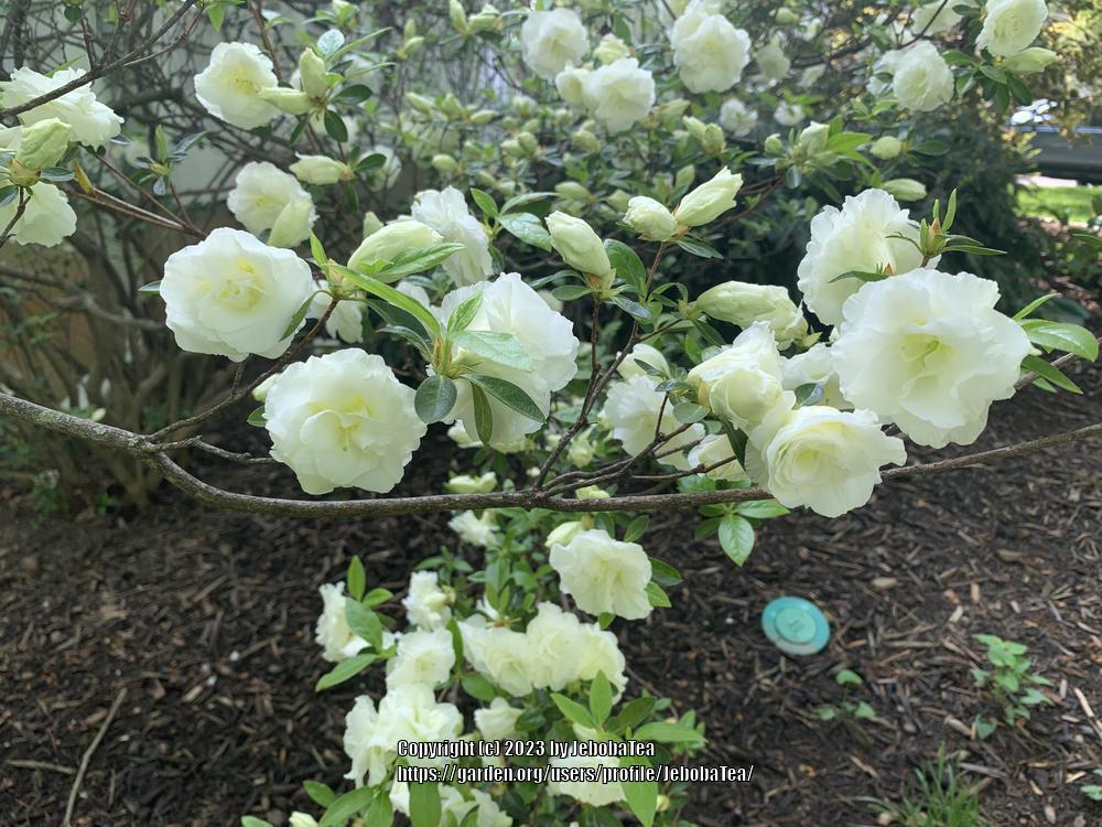Photo of the entire plant of Reblooming Azalea (Rhododendron Perfecto ...