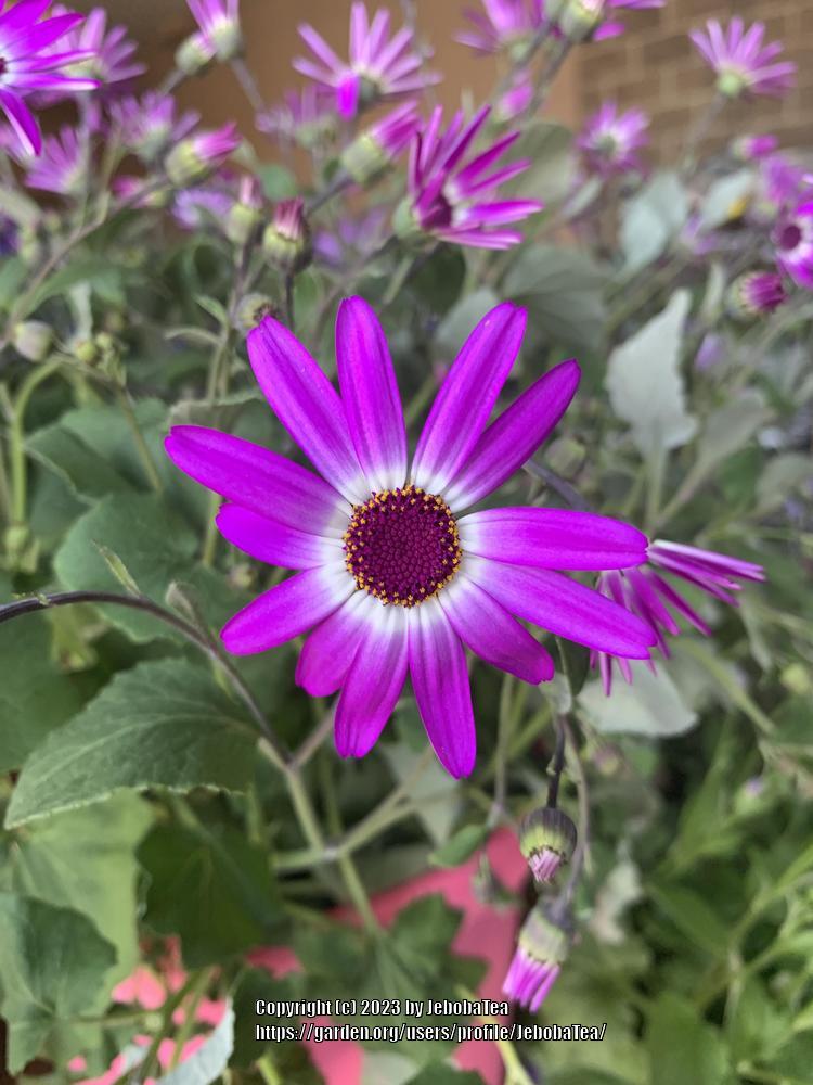 Photo of the bloom of Florist's Cineraria (Pericallis Senetti® Magenta ...