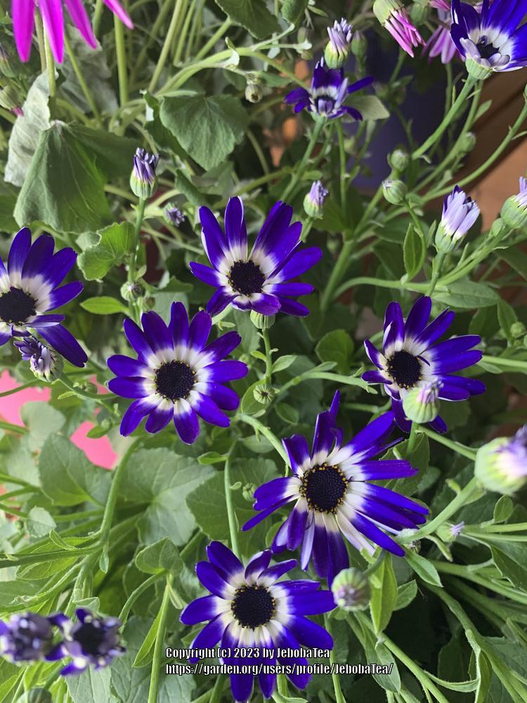 Photo of the entire plant of Florist's Cineraria (Pericallis Senetti ...