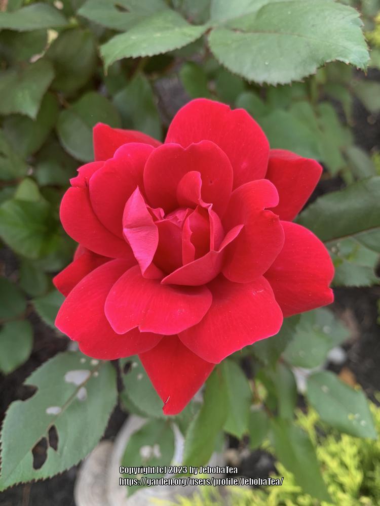 Photo of the bloom of Rose (Rosa 'Knock Out') posted by JebobaTea ...