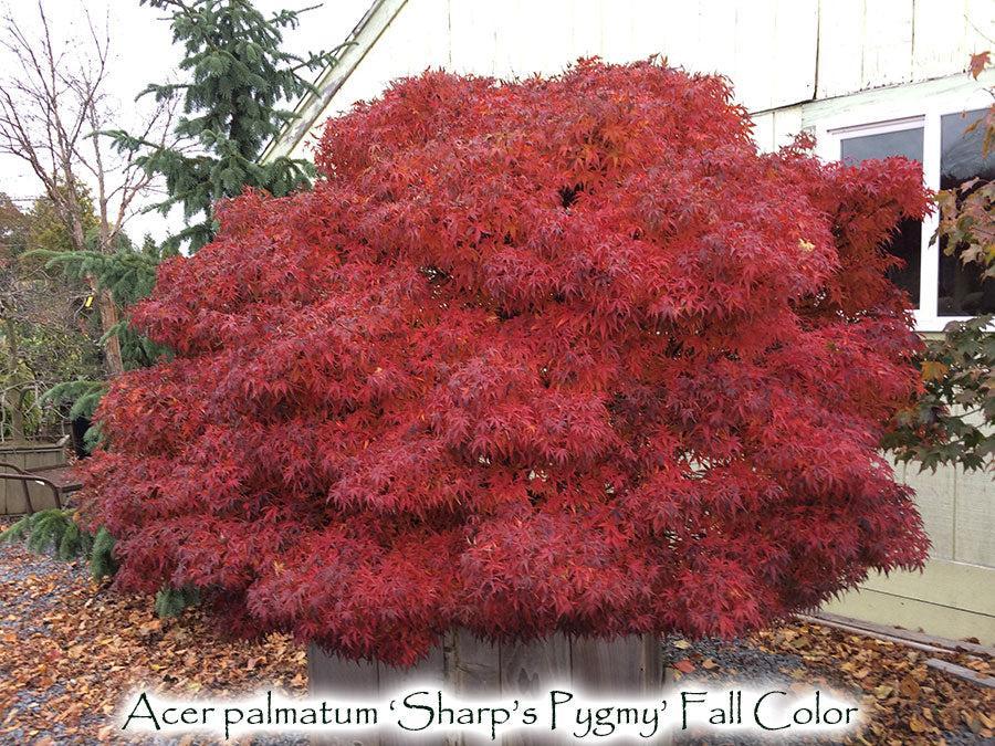 Photo of the fall color of Dwarf Japanese Maple (Acer palmatum 'Sharp's ...