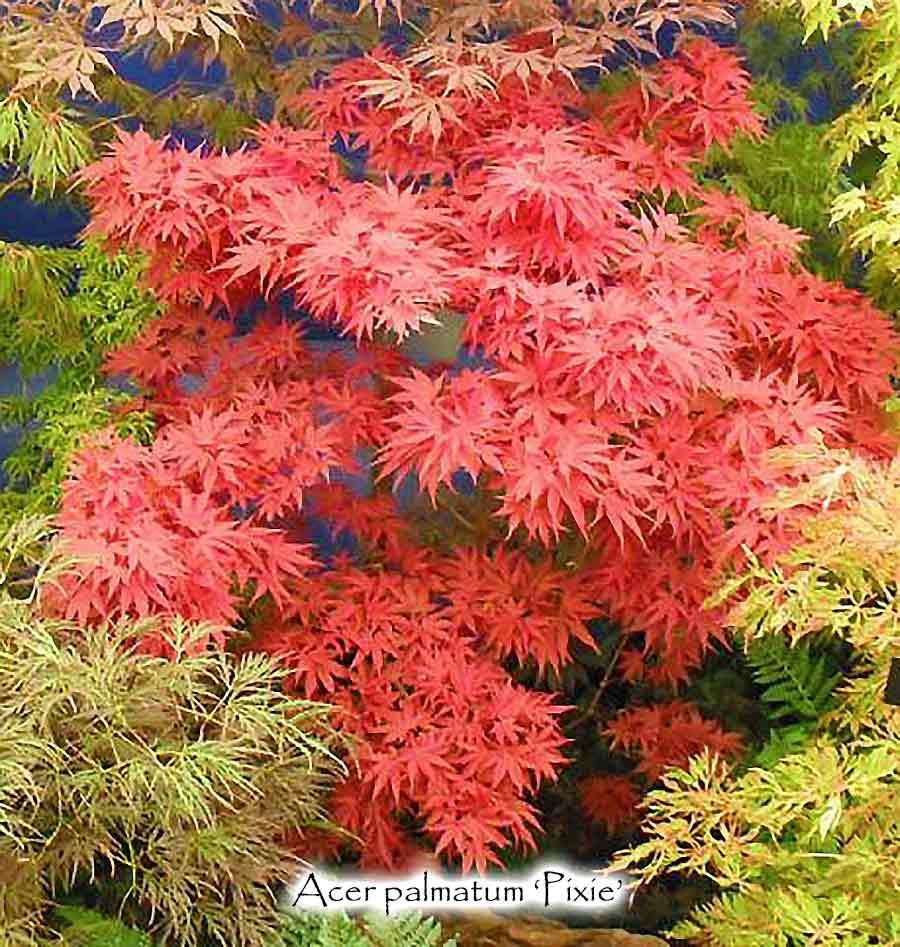 Japanese Maple (Acer palmatum var. amoenum 'Pixie') - Garden.org