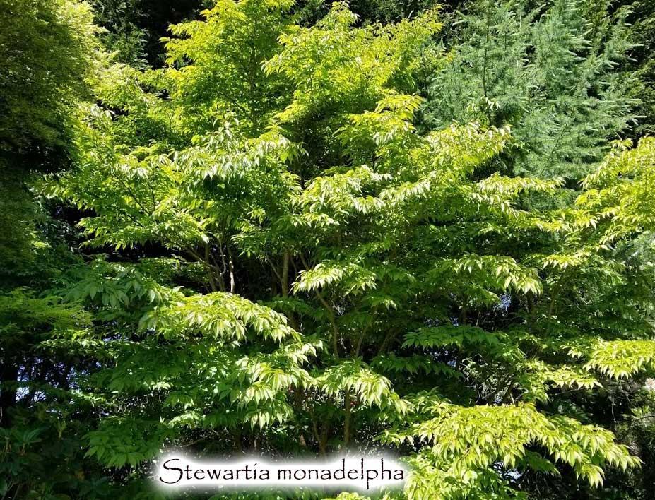 Photo of the entire plant of Tall Stewartia (Stewartia monadelpha ...