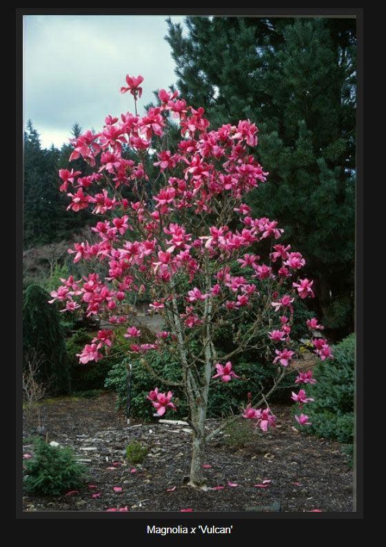 Photo of the entire plant of Ruby Magnolia (Magnolia 'Vulcan') posted ...