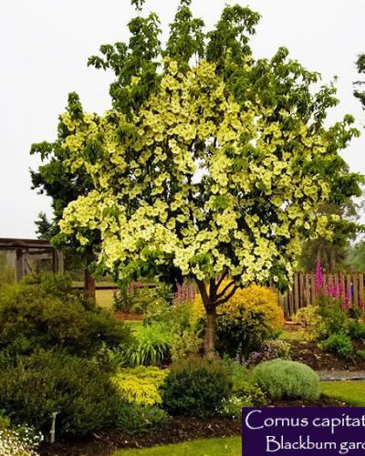 Photo of the entire plant of Dogwood (Cornus capitata 'Mountain Moon ...