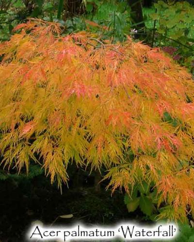 Photo of the leaves of Japanese Maple (Acer palmatum 'Waterfall ...
