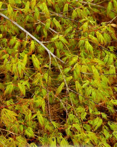 Photo of the leaves of Cutleaf Japanese Maple (Acer palmatum 'Lemon ...