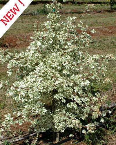 Photo of the entire plant of Hedge Maple (Acer campestre 'Carnival ...