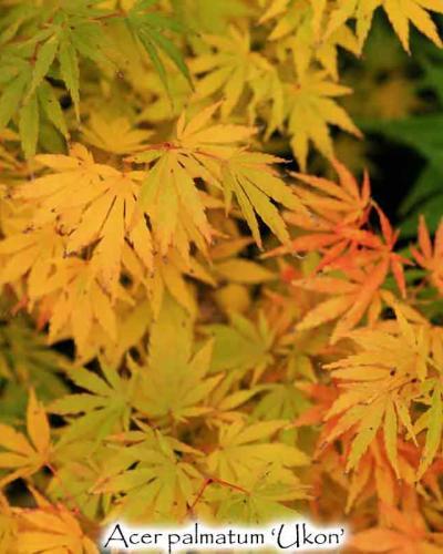 Japanese Maple (Acer palmatum 'Ukon') - Garden.org