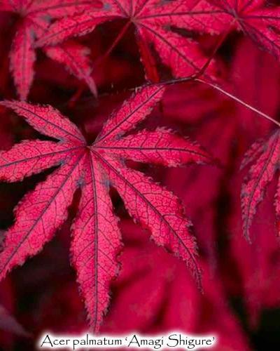 Japanese Maple (Acer palmatum 'Amagi Shigure') - Garden.org
