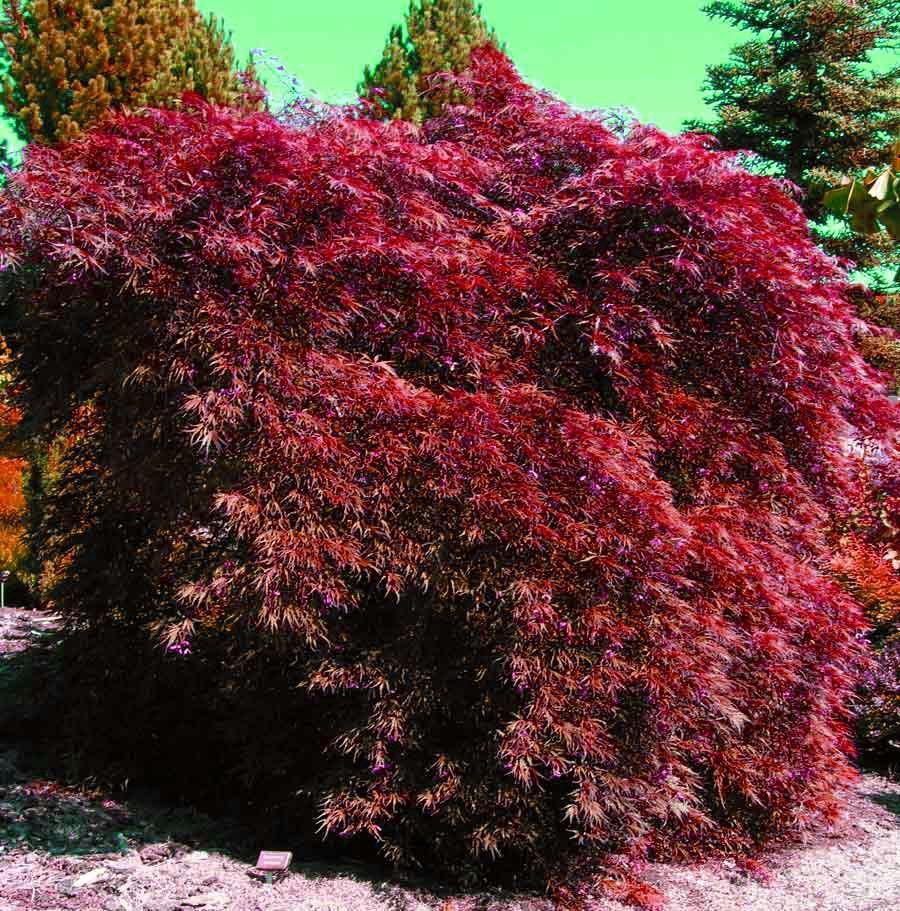 Photo of the entire plant of Cutleaf Japanese Maple (Acer palmatum ...