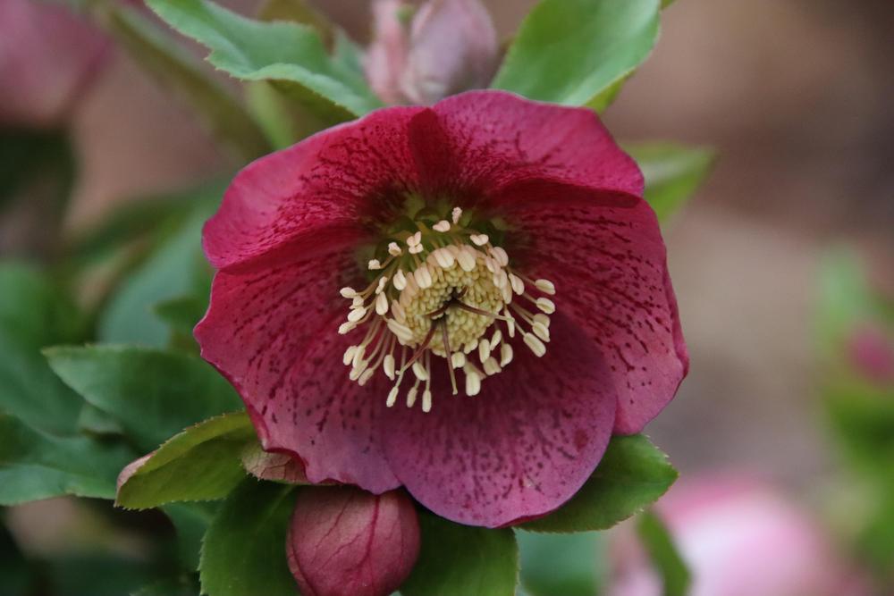 Photo of the bloom of Hellebore (Helleborus x hybridus 'Royal Heritage ...