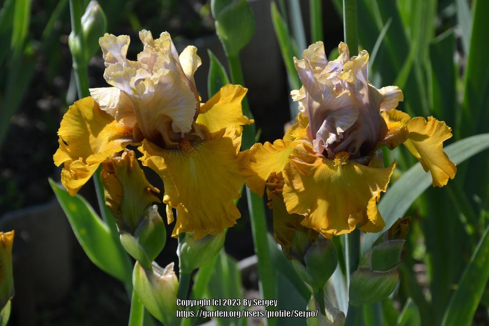 Photo of the bloom of Tall Bearded Iris (Iris 'Pirate Queen') posted by ...