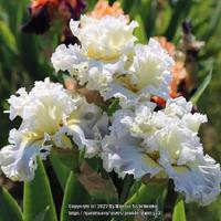 Photo of the bloom of Tall Bearded Iris (Iris 'Purist') posted by ...