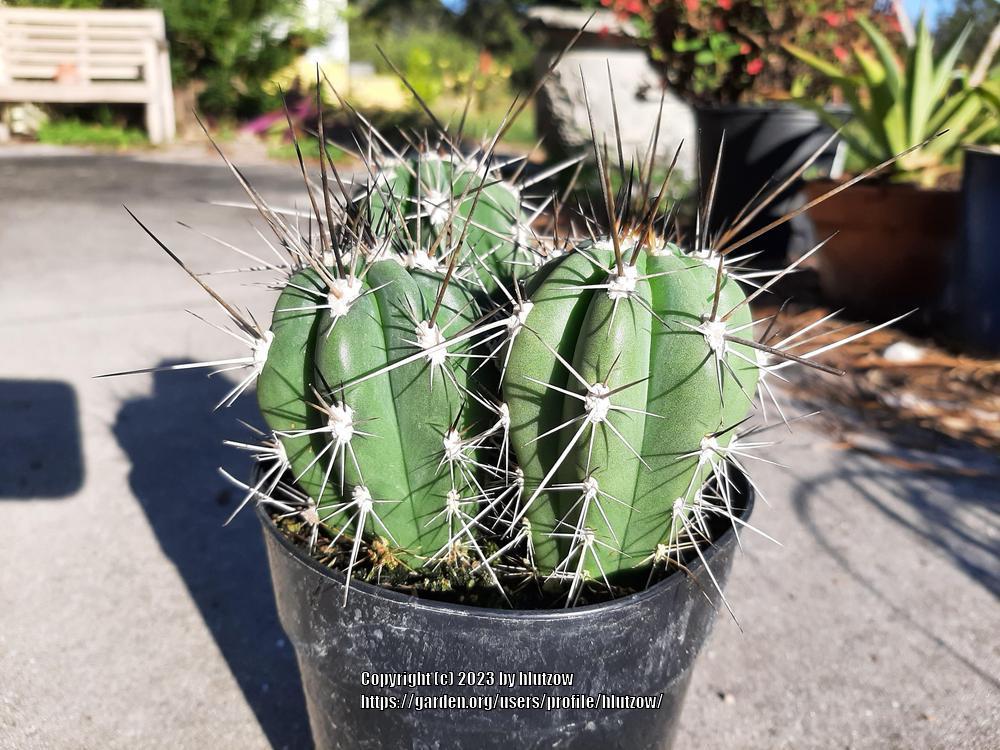 Photo of the entire plant of Toothpick Cactus (Stetsonia coryne) posted ...