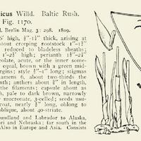 Photo of the documentation of Baltic Rush (Juncus balticus) posted by ...