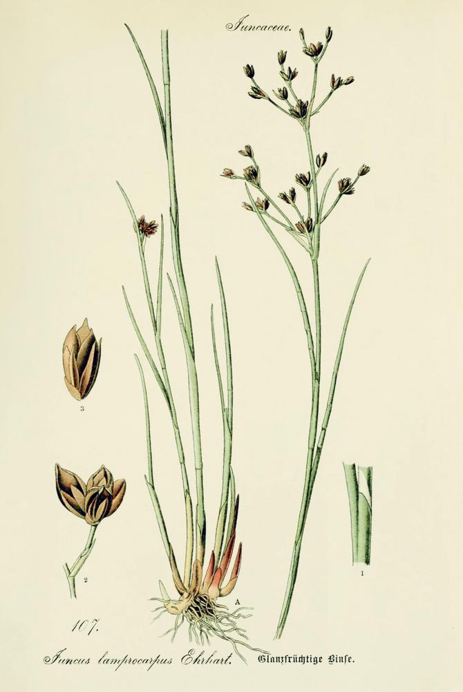 Photo of the documentation of Jointed Rush (Juncus articulatus subsp ...