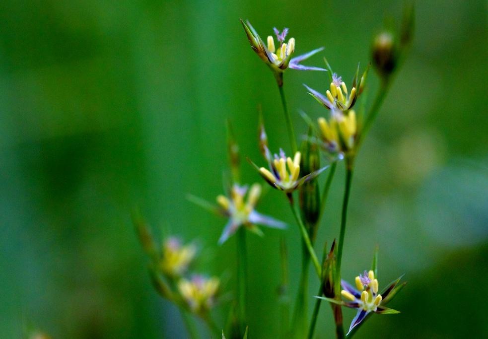 Toad Rush (Juncus bufonius) - Garden.org