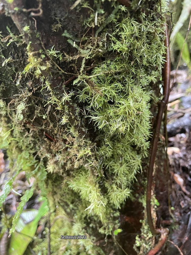 Photo of the entire plant of White Star Moss (Octoblepharum) posted by ...