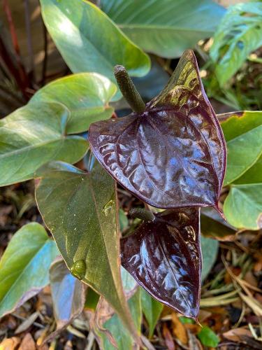 'Endless Forms Most Beautiful' The aroid photo gallery in the ...