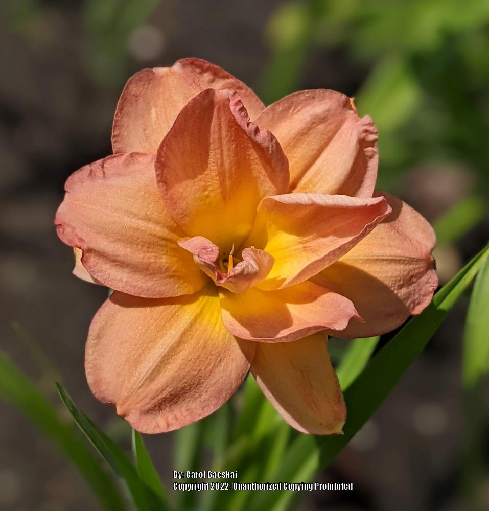 Photo of the bloom of Daylily (Hemerocallis 'Frances Joiner') posted by Artsee1 - Garden.org