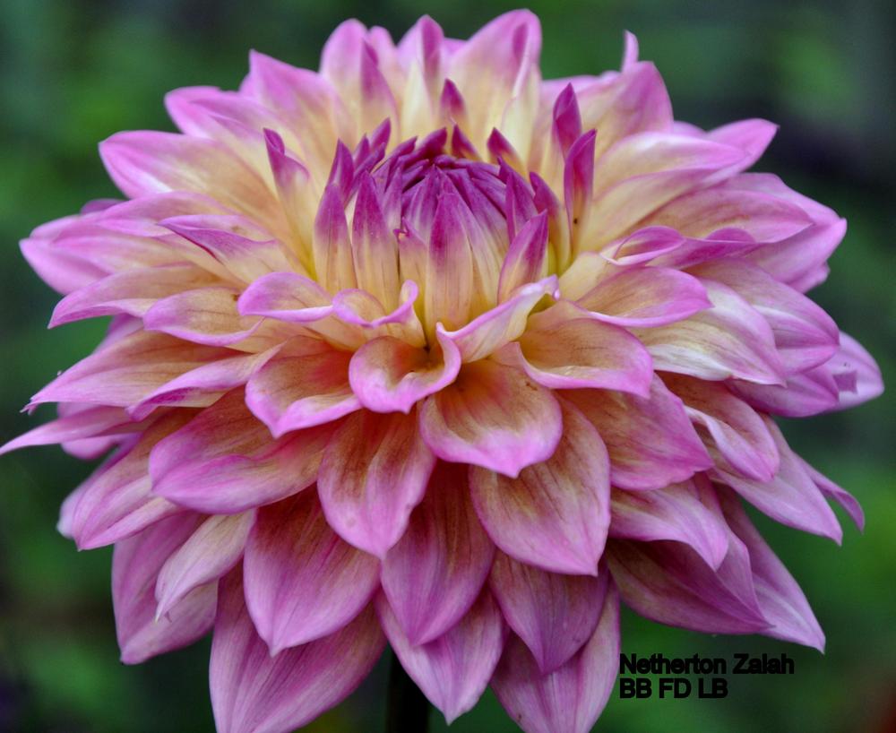 Dahlia 'Netherton Zalah' in the Dahlias Database - Garden.org