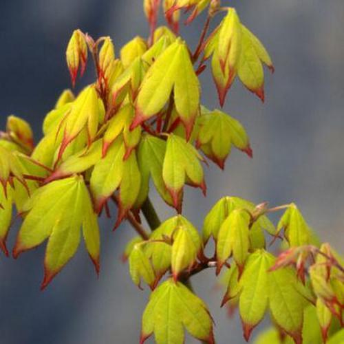 Japanese Maple (Acer palmatum var. amoenum 'Satsuki Beni') - Garden.org