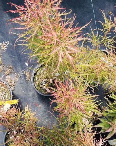 Cutleaf Japanese Maple (Acer palmatum 'Watnong') - Garden.org