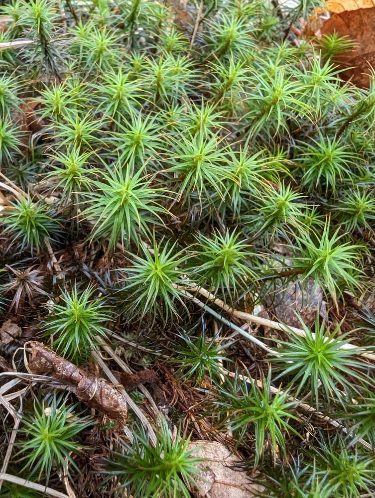Photo of the entire plant of Common Haircap Moss (Polytrichum commune ...