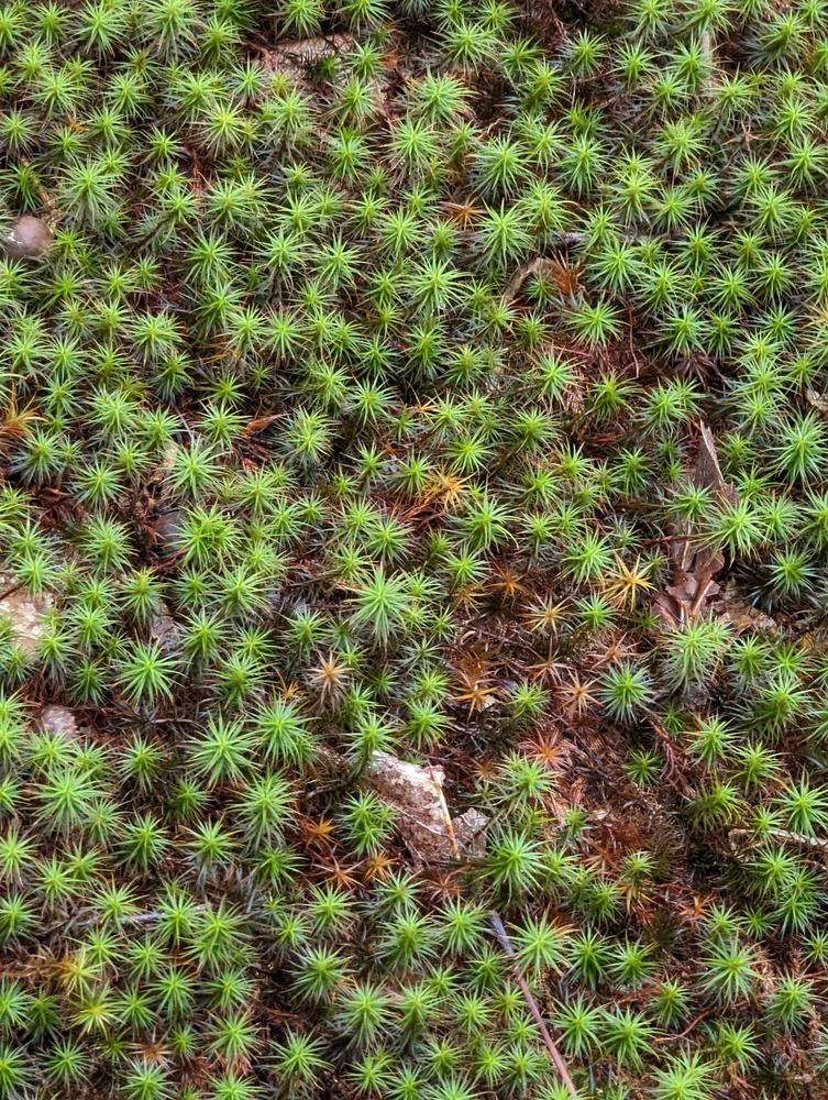Photo of the entire plant of Common Haircap Moss (Polytrichum commune ...