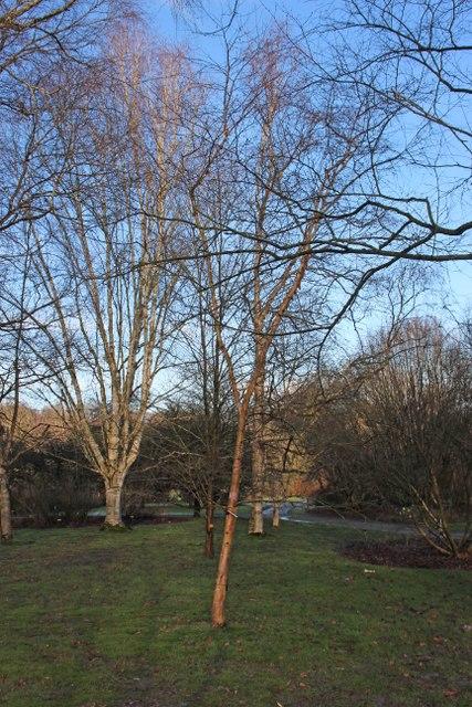 Photo of the winter interest of Chinese Red Birch (Betula utilis subsp ...