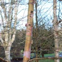 Photo of the entire plant of Chinese Red Birch (Betula utilis subsp ...