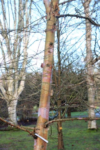 Photo of the entire plant of Chinese Red Birch (Betula utilis subsp ...