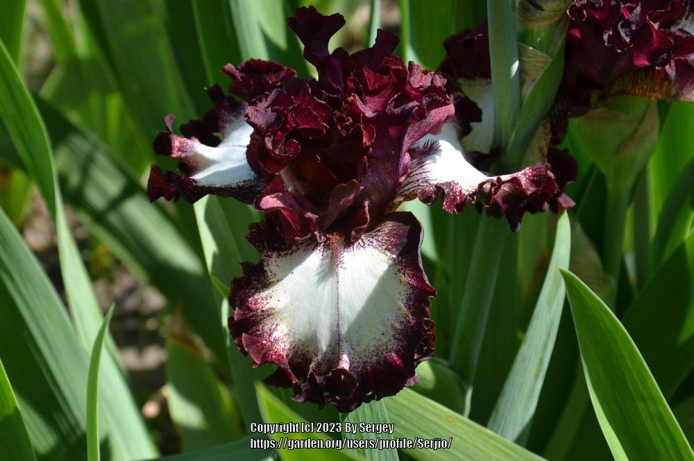 Tall Bearded Iris (Iris 'Raspberry Pie') in the Irises Database ...