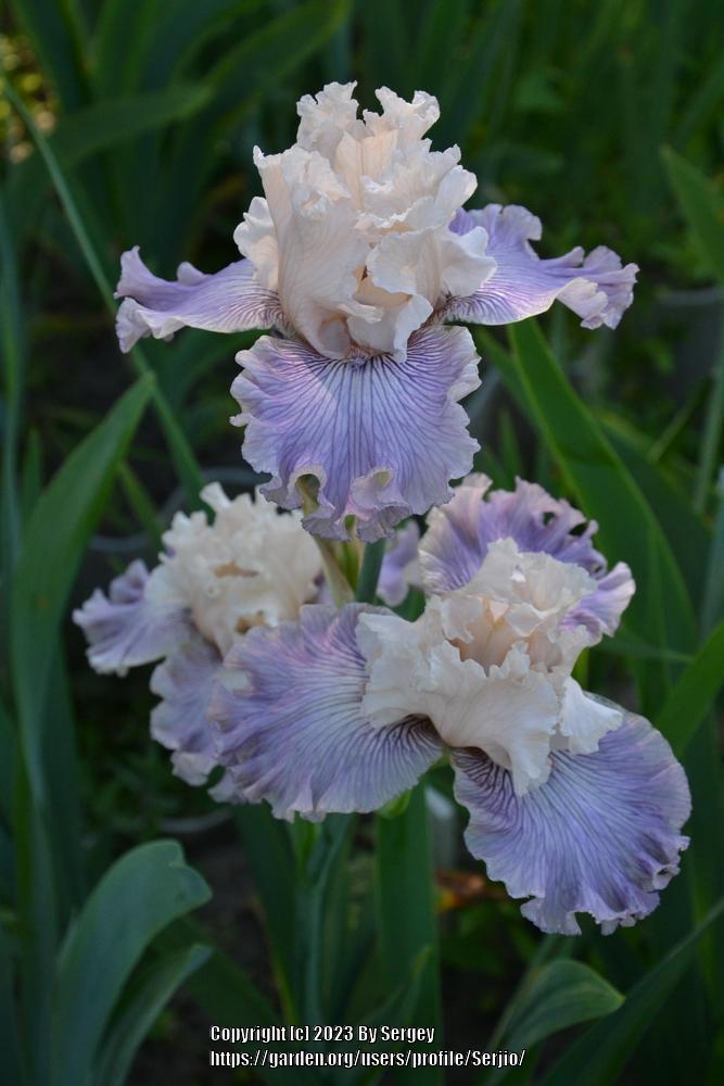 Photo of the bloom of Tall Bearded Iris (Iris 'Poetic Mist') posted by Serjio - Garden.org