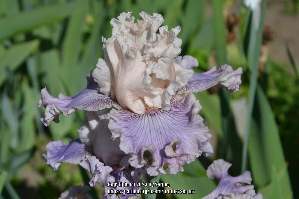 Photo of the bloom of Tall Bearded Iris (Iris 'Poetic Mist') posted by Serjio - Garden.org