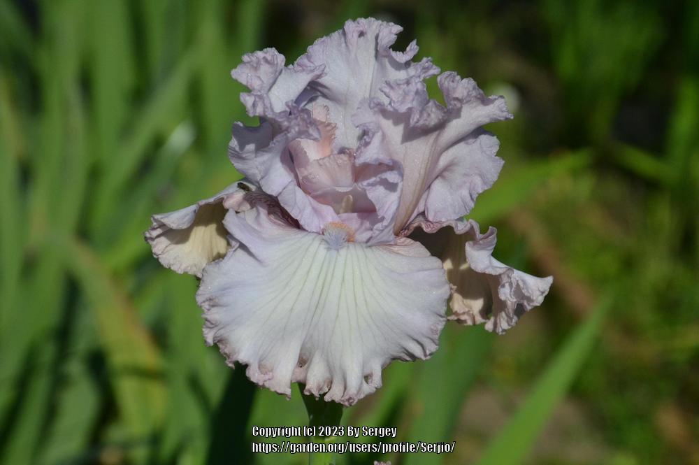 Photo of the bloom of Tall Bearded Iris (Iris 'Poem of Love') posted by ...