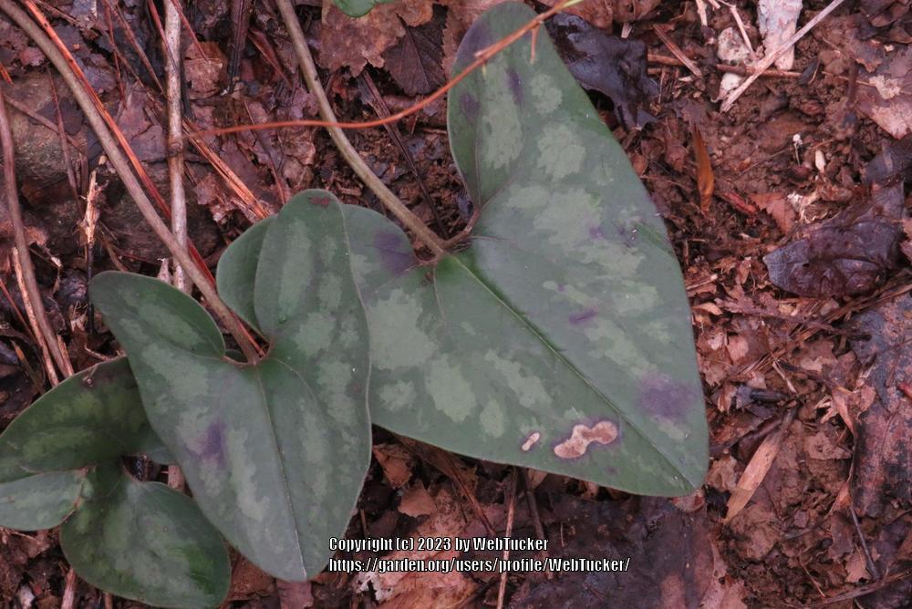 Photo of the leaves of Little Heartleaf (Hexastylis minor) posted by ...
