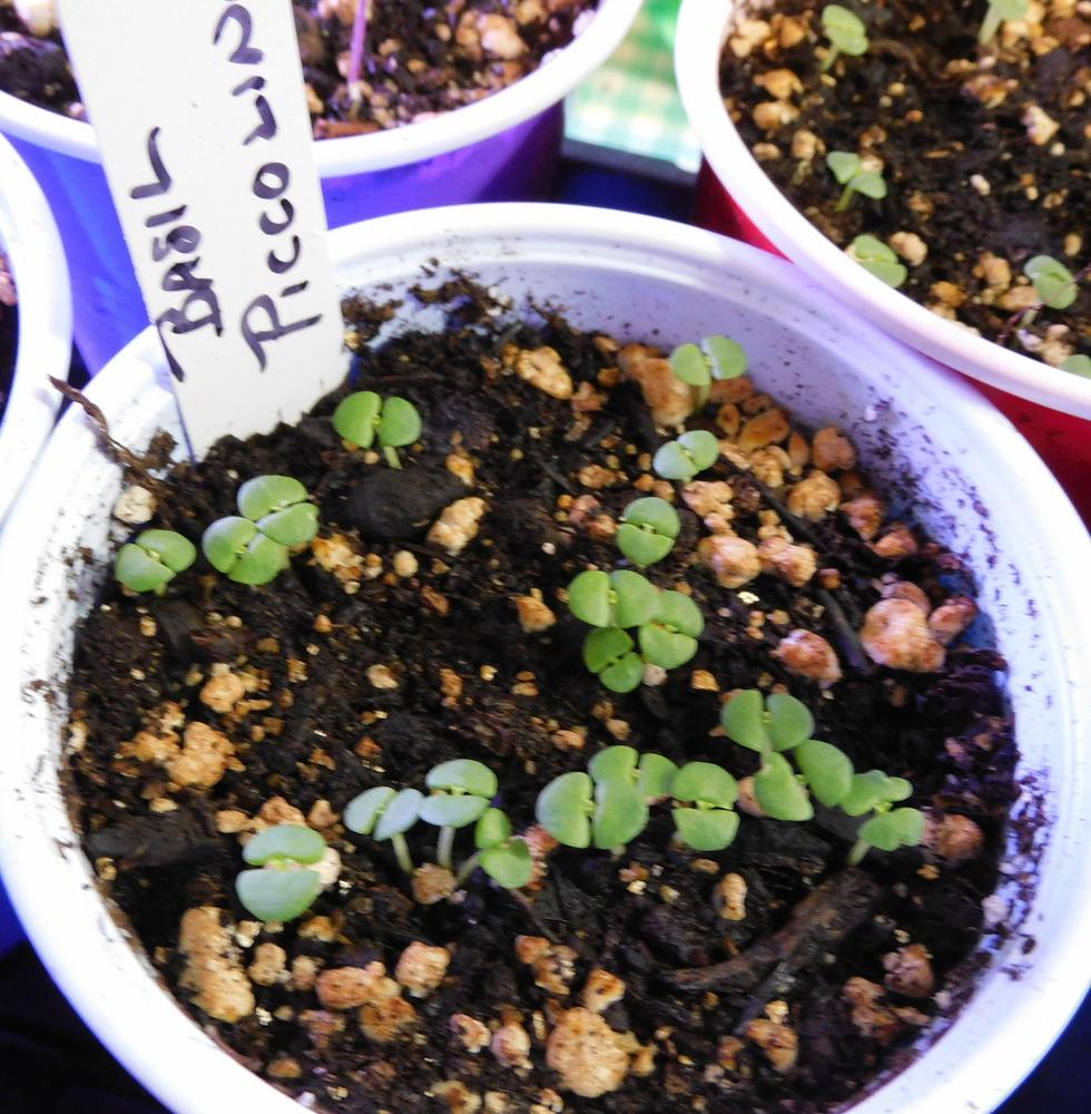 Photo of the seedling or young plant of Basil (Ocimum basilicum ...