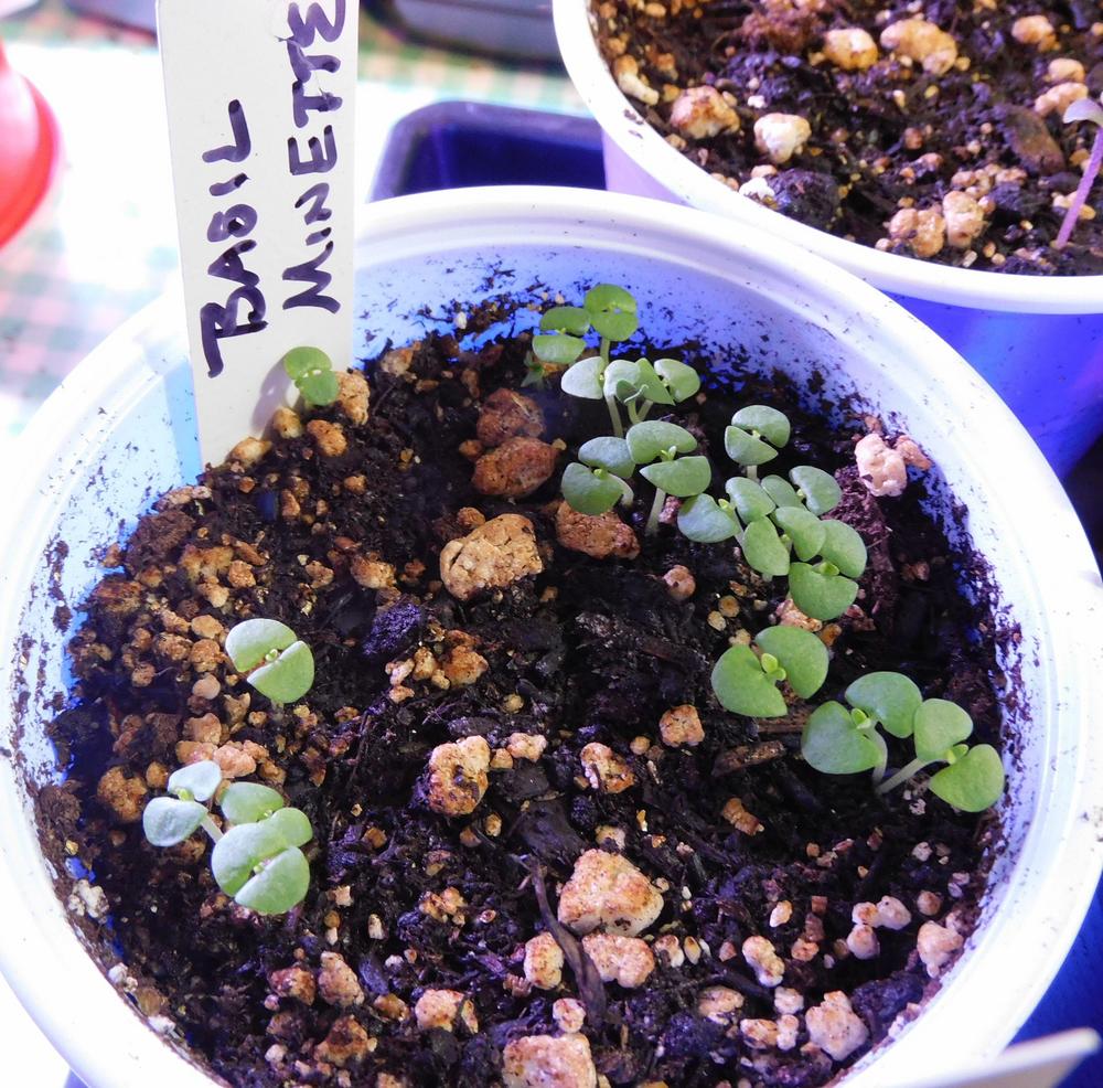 Photo of the seedling or young plant of Bush Basil (Ocimum basilicum ...