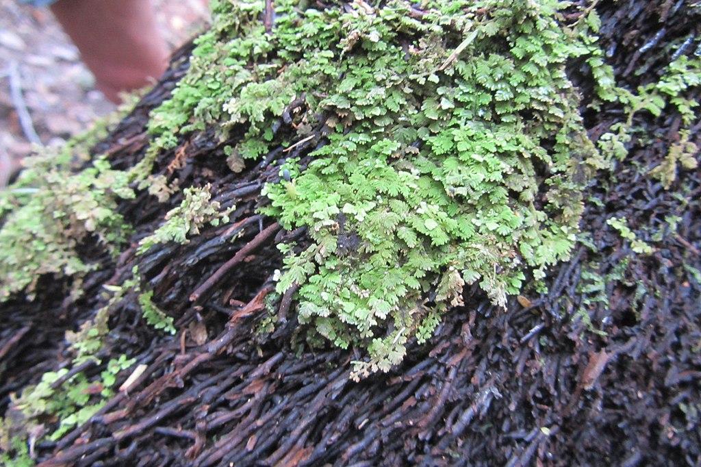 Photo of the entire plant of Trichocolea rigida posted by robertduval14 ...