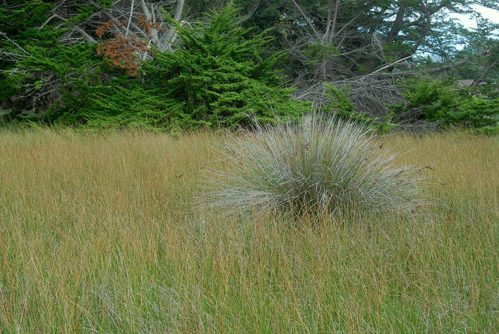 Southwestern Spiny Rush (Juncus acutus subsp. leopoldii) - Garden.org