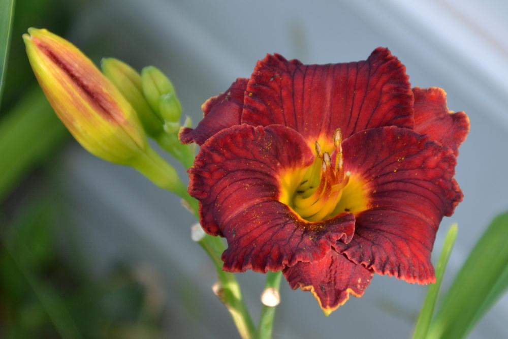 Photo of the bloom of Daylily (Hemerocallis 'Little Red Bantam') posted ...