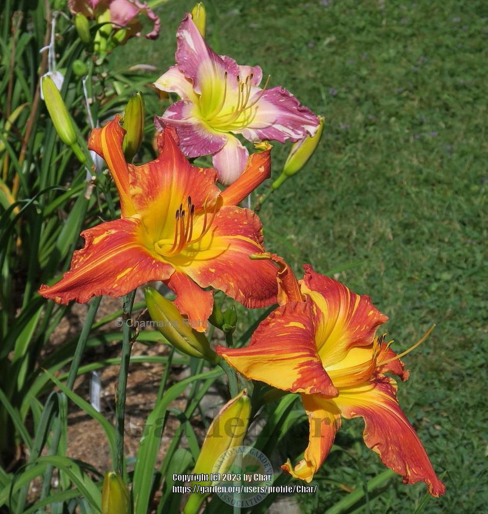 Photo of the entire plant of Daylily (Hemerocallis 'Explosion in the Paint Factory') posted by ...